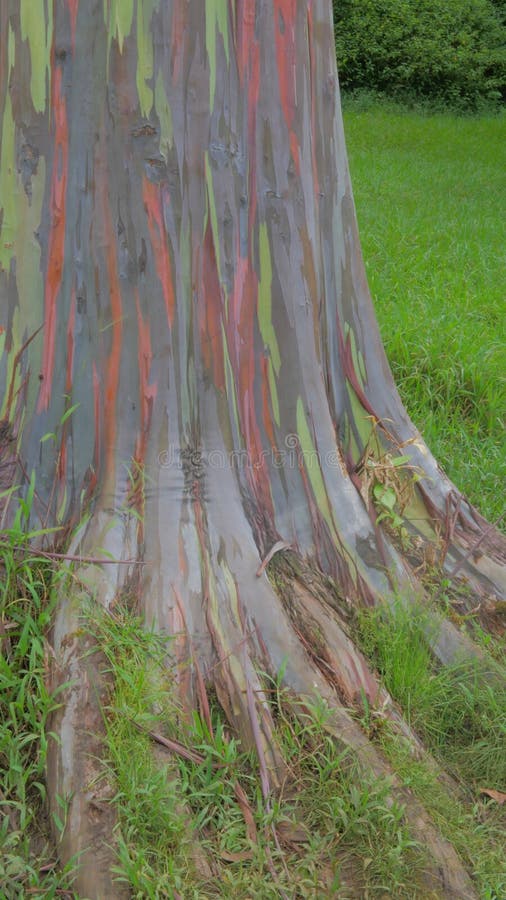 Rainbow Eucalyptus Tree in Kauai Hawaii Stockbild - Bild von baum ...