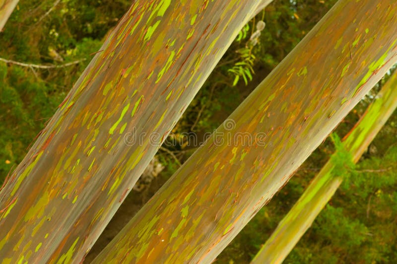 Rainbow Eucalyptus Trees , Eucalyptus Deglupta, Maui, Hawaii Stock ...