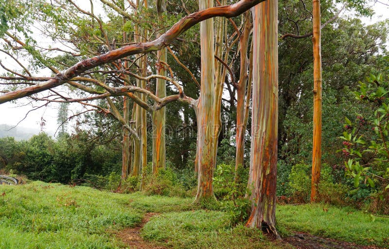Rainbow Eucalyptus Trees, Maui, Hawaii, USA Stock Image - Image of ...