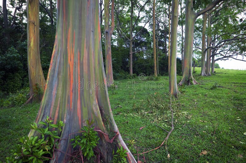 Rainbow Eucalyptus Trees, Maui, Hawaiian Islands Stock Image - Image of ...