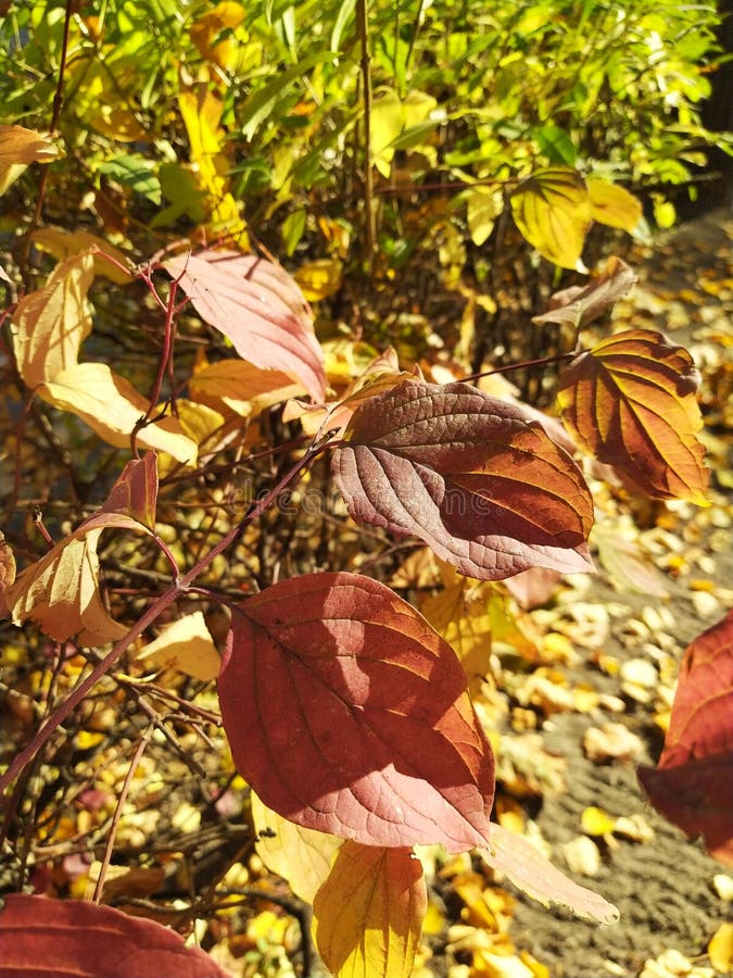 Rainbow Fall Leaves stock image. Image of leaves, green - 171964639