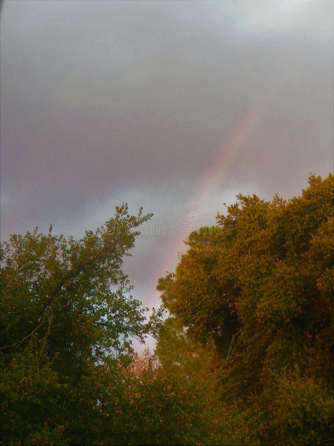 Rainbow Falling Its Beam in the Trees Stock Image - Image of dawn, beam ...