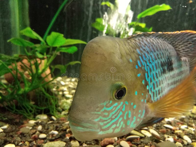 Rainbow fish stock photo. Image of rainbow, fish, rocks - 98517436