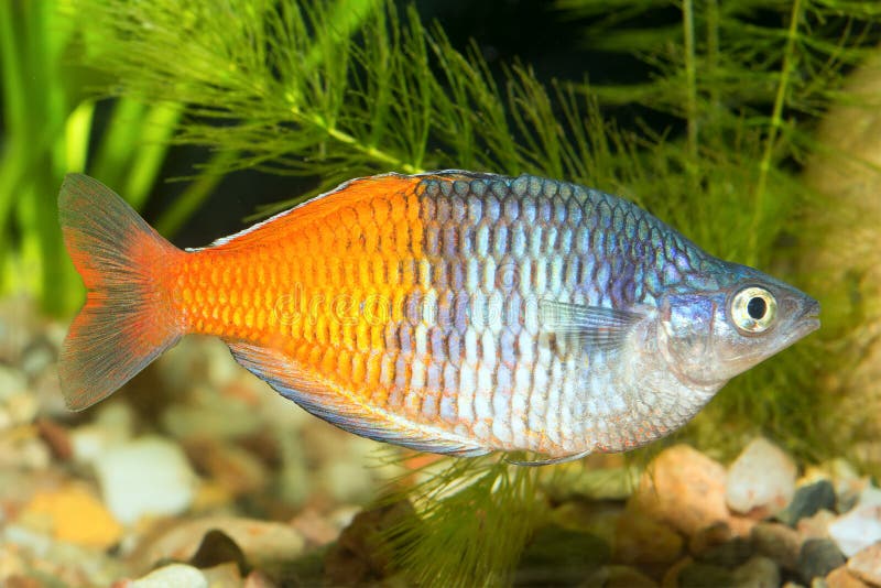 Rainbow fish stock photo. Image of color, aquarium, male - 55923260