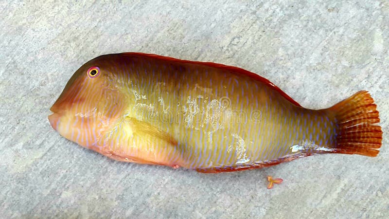 Rainbow Fish stock photo. Image of angel, food, fish - 83598306