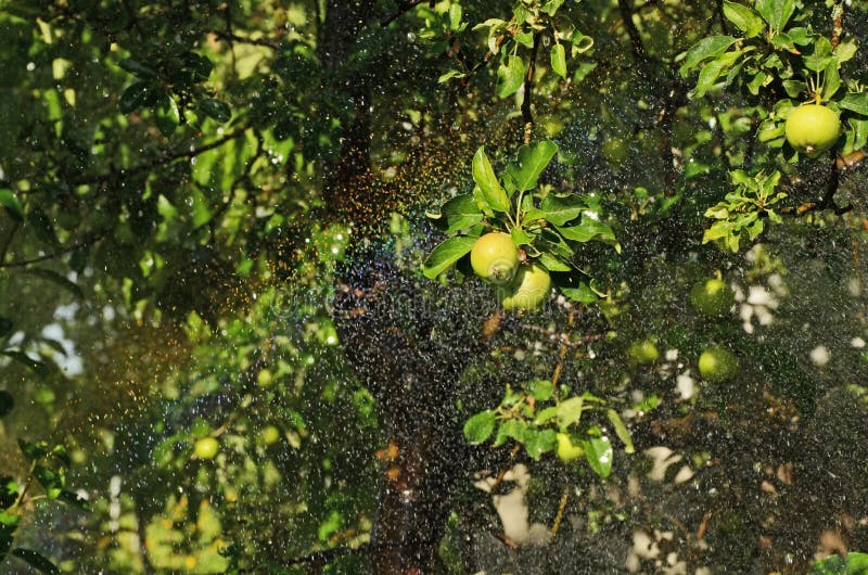 227 Watering Apple Trees Stock Photos - Free & Royalty-Free Stock ...