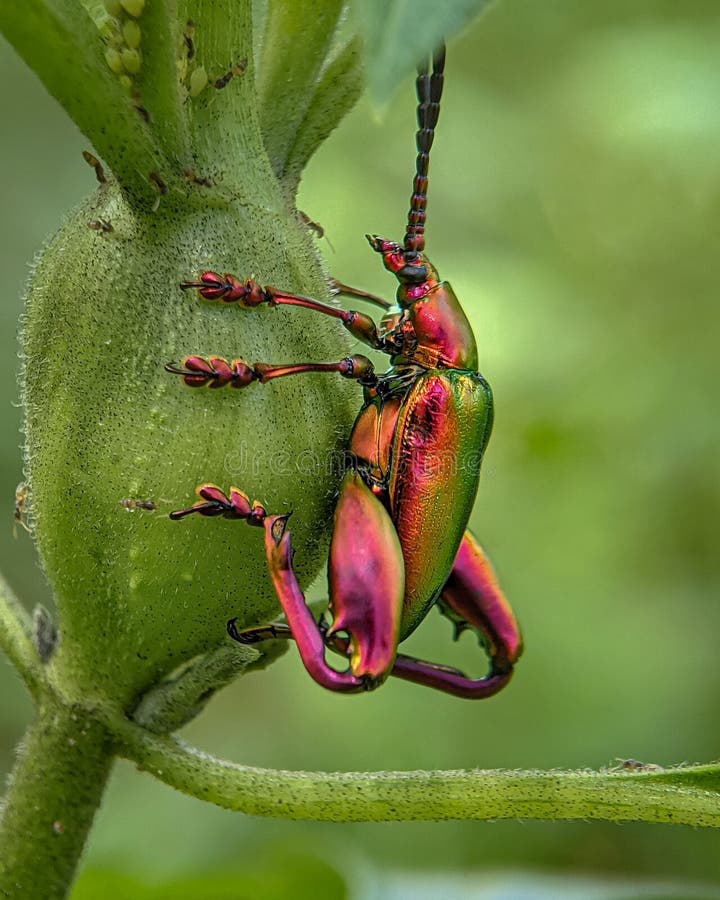 948 Rainbow Frog Stock Photos - Free & Royalty-Free Stock Photos from ...