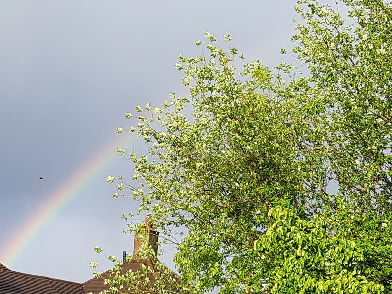 Rainbow and Green Trees after Rain Stock Photo - Image of rain, rainbow ...