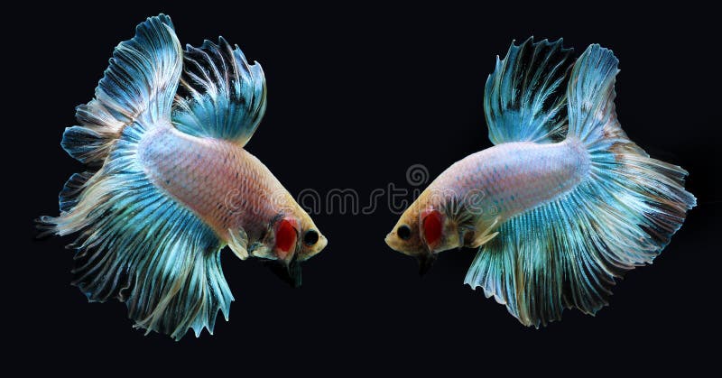 Rainbow Betta Fish