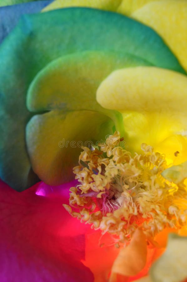 Rainbow happy rose flower stock image. Image of macro - 36061291