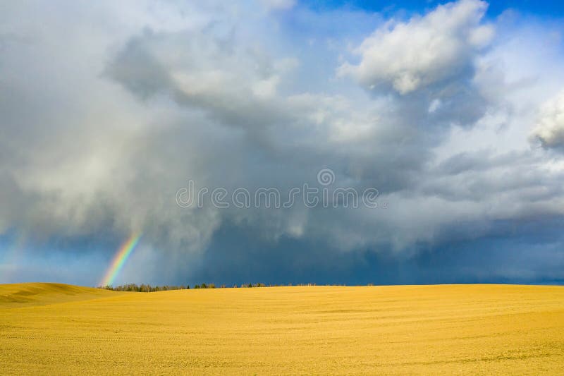 Rainbow during Heavy Rain on a Yellow Field Stock Image - Image of ...