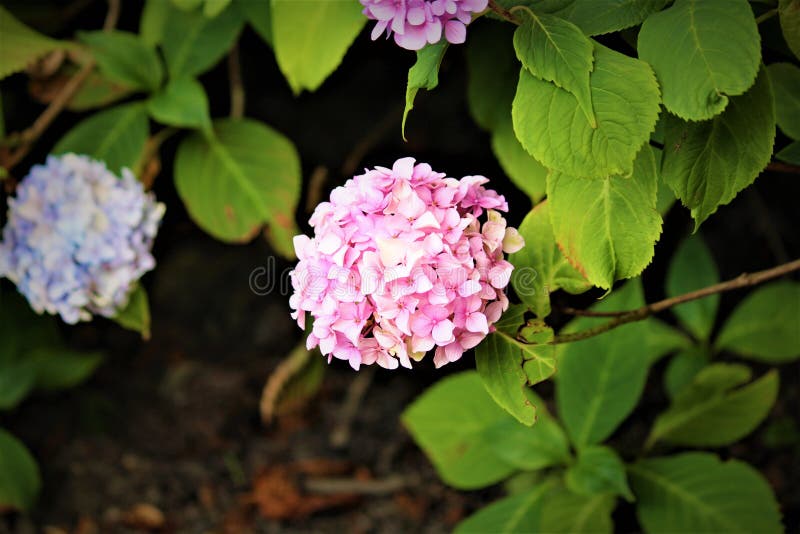 Rainbow Irish Hydrangeas stock photo. Image of garden - 124132892
