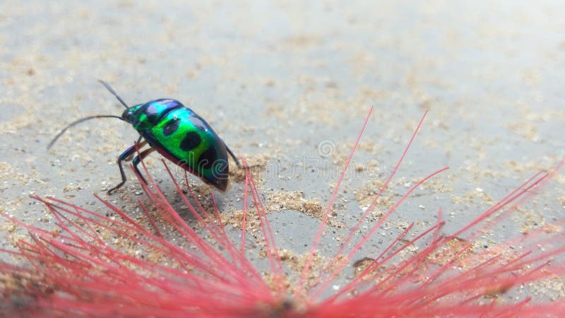 1,431 Rainbow Insect Photos - Free & Royalty-Free Stock Photos from ...