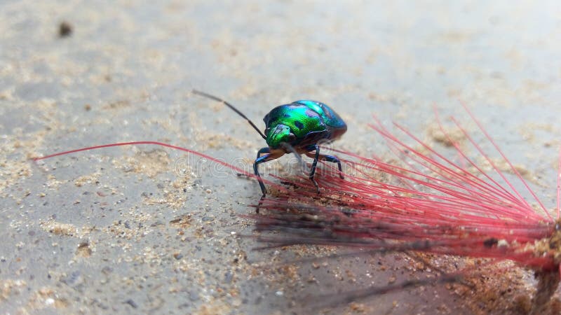 Rainbow insect new stock image. Image of coloring, life - 96682703
