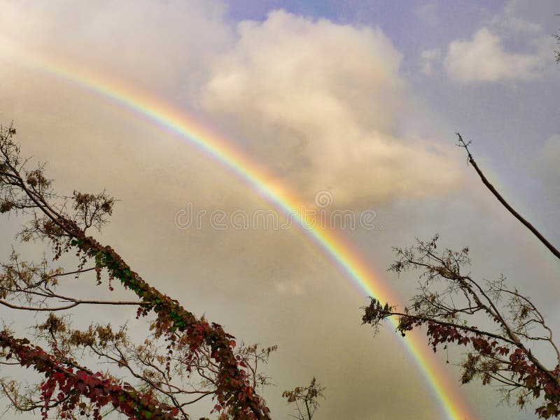 Rainbow inside tree stock image. Image of blue, green - 132932161