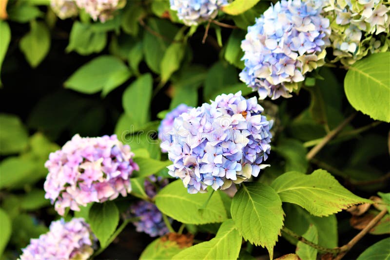 Rainbow Irish Hydrangeas stock image. Image of fresh - 124132885