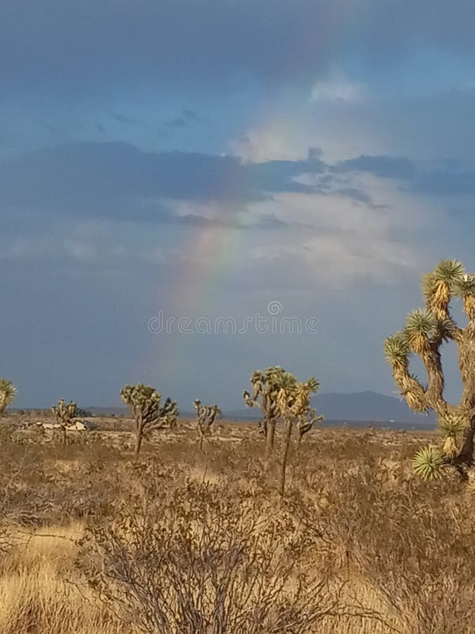 Rainbow in Joshua Tree National Forest Stock Photo - Image of soil ...