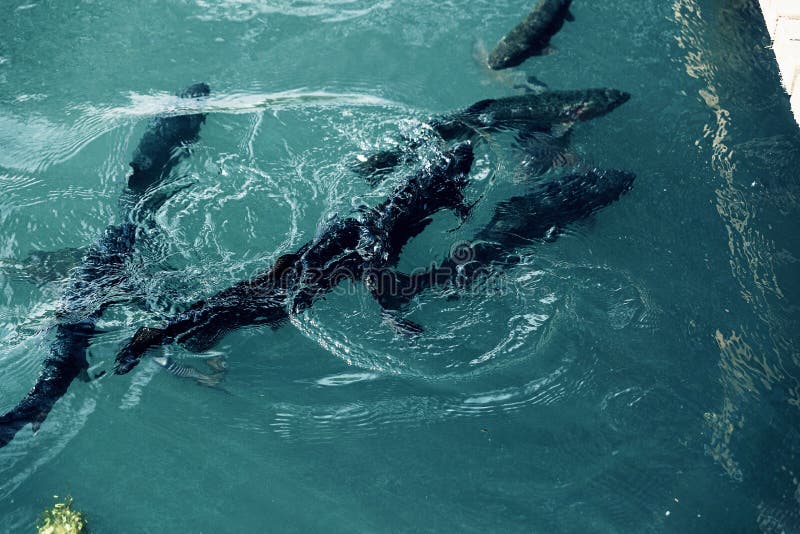 Rainbow Karelian Trout in the Water Top View Stock Photo - Image of ...