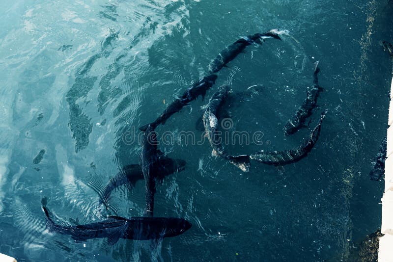 Rainbow Karelian Trout in the Water Top View Stock Photo - Image of ...