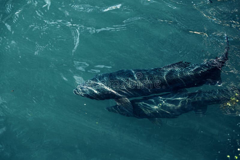 Rainbow Karelian Trout in the Water Top View Stock Image - Image of ...