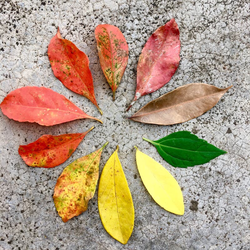 Rainbow leaf stock image. Image of cycle, concept, leaf - 75150171