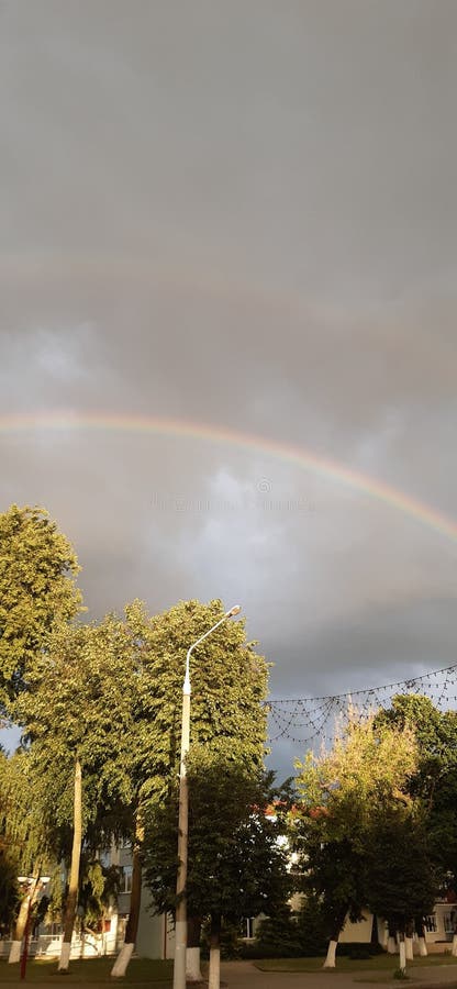 Rainbow LGBTQ trees stock photo. Image of leaf, autumn - 212986734