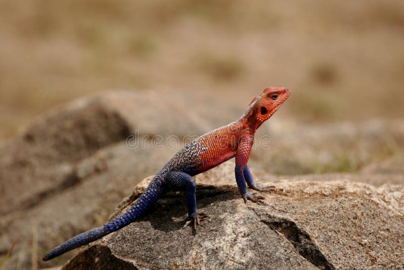 Rainbow Lizard stock image. Image of animal, lizard, blue - 3461327