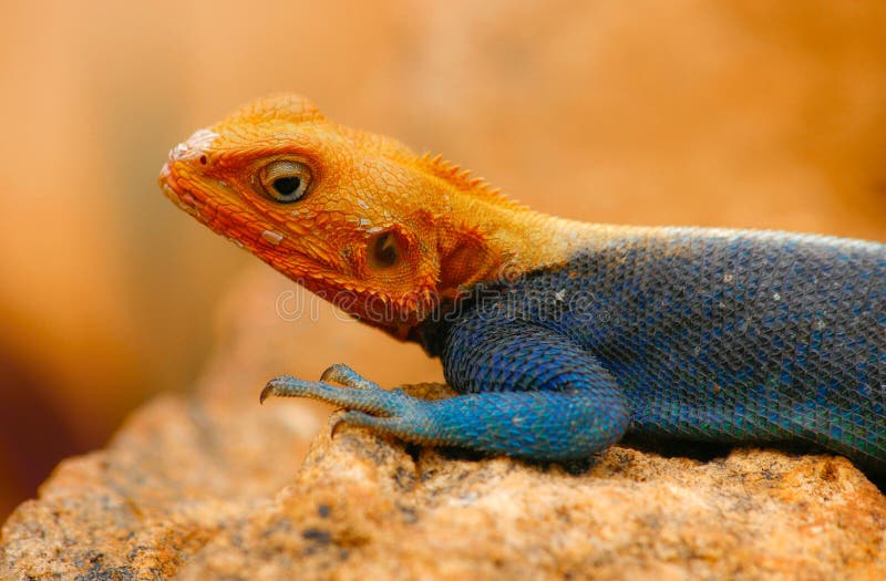Rainbow Lizard stock image. Image of heating, small, reptile - 8965083