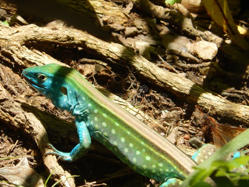 Rainbow Lizard stock image. Image of green, environment - 99174527
