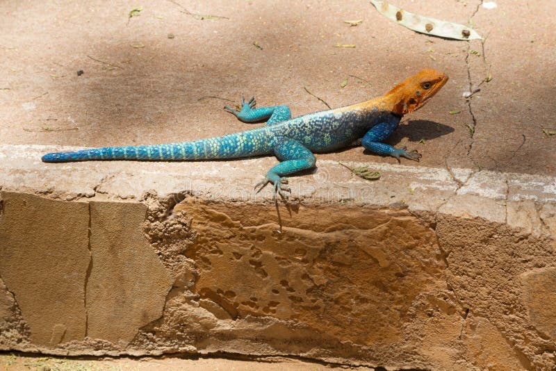 Rainbow Lizard stock photo. Image of reptile, animal - 76970786