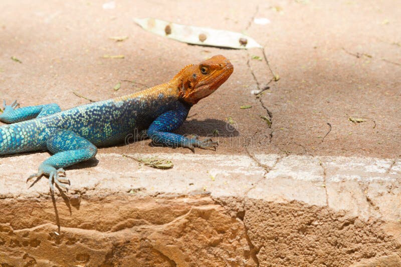 Rainbow Lizard stock photo. Image of reptile, kenya, nature - 76970836