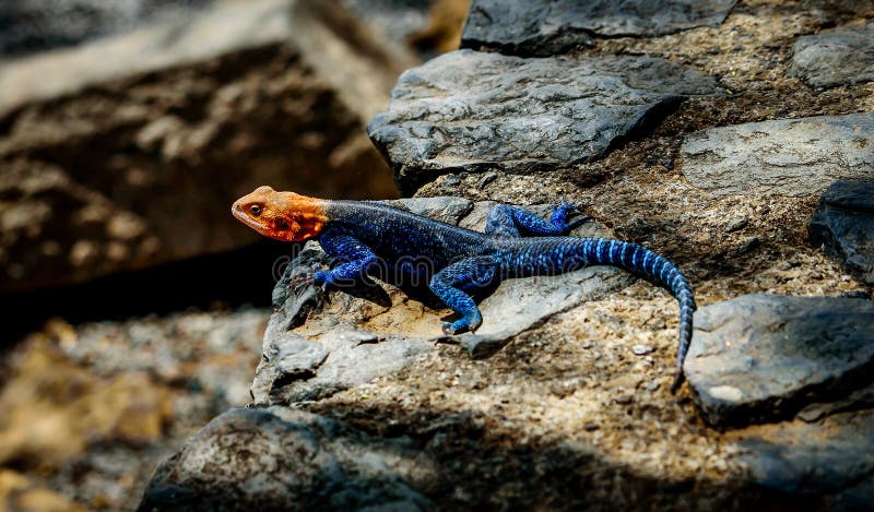 Rainbow Lizard Standing on the Rock in Kenya, Africa Stock Photo ...