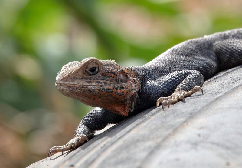 Rainbow lizard sunbathing stock photo. Image of orange - 307860818