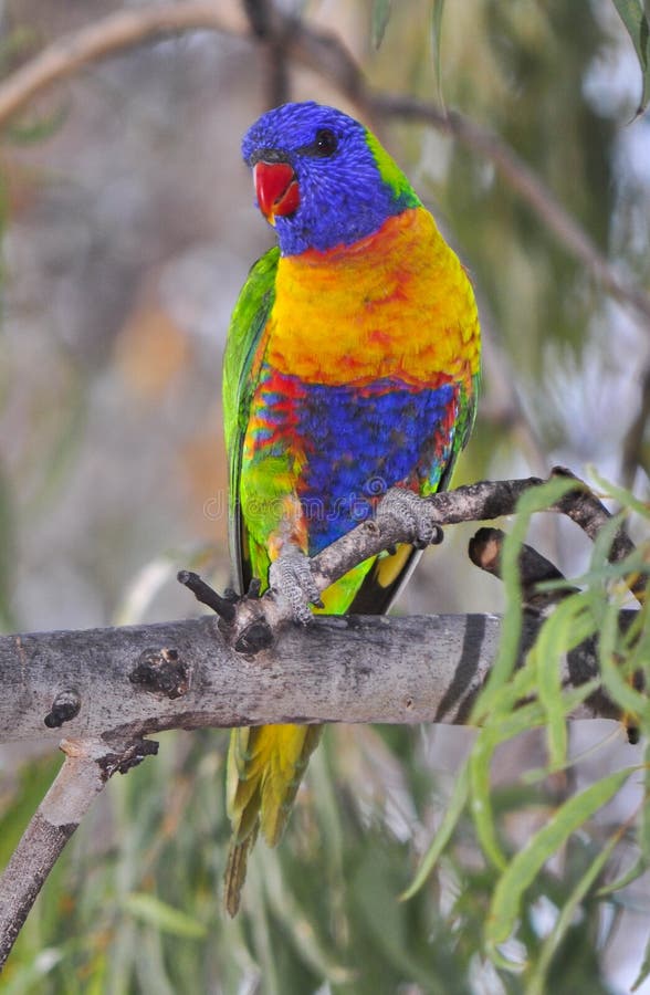 Rainbow lorikeet stock photo. Image of australia, colourful - 11063168