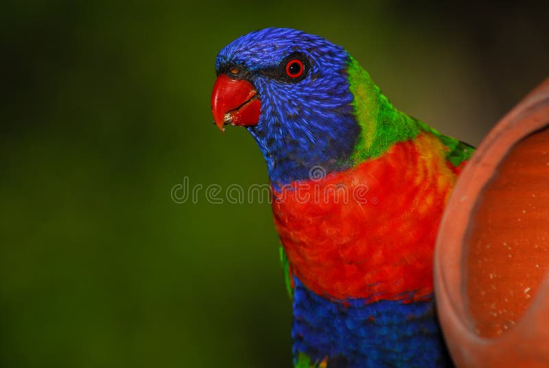 Rainbow Lorikeet stock photo. Image of chatterer, wildlife - 11962230