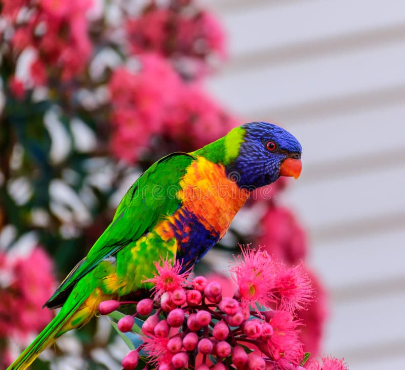Red Lorikeet Bird in Aviary Stock Photo - Image of branches, blue: 24190002