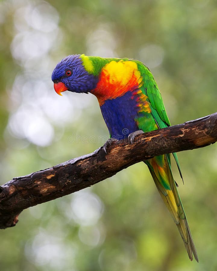 Rainbow lorikeet stock photo. Image of rainbow, australian - 7775766