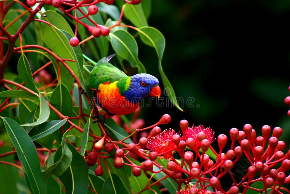 Rainbow lorikeet stock photo. Image of rainbow, australian - 7775766