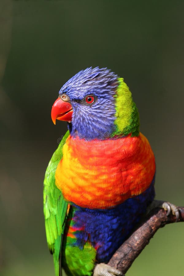 Rainbow lorikeet stock photo. Image of colors, rainbow - 866492