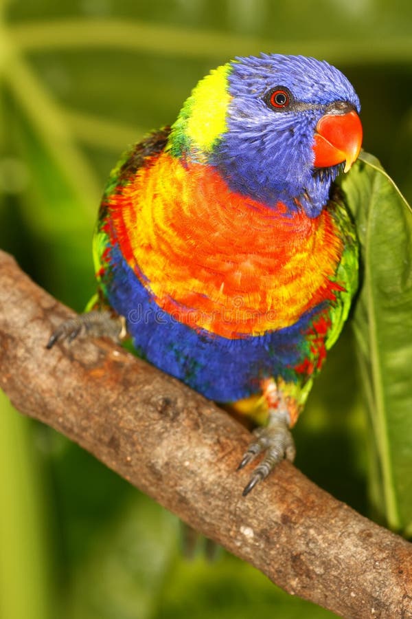 Rainbow Lorikeet stock image. Image of wildlife, beak, tropical - 72421