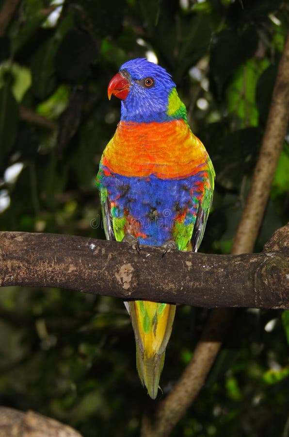 Rainbow Lorikeet, Australia Stock Image - Image of queensland, colorful ...