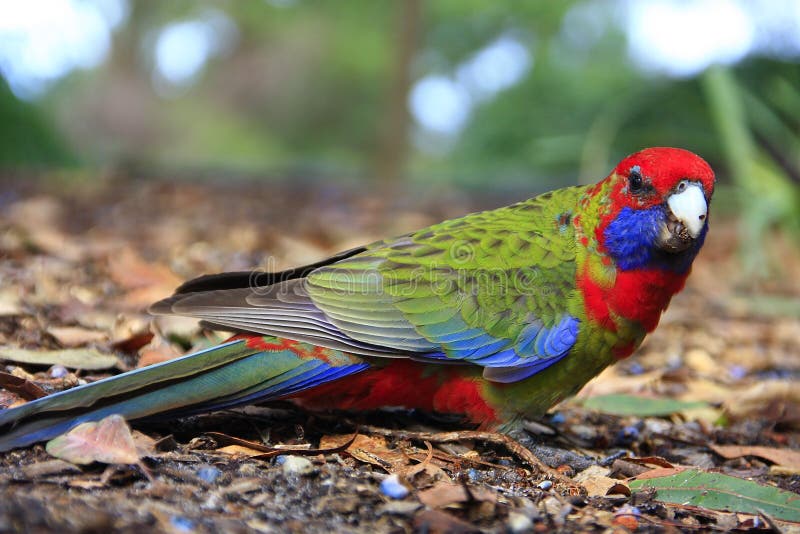 Lorry Parrot Red Stock Photos - Free & Royalty-Free Stock Photos from ...