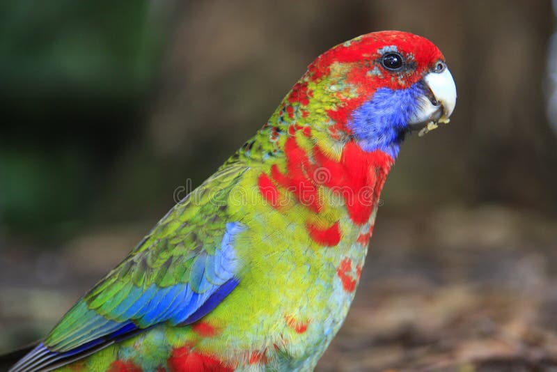 Lorry Parrot Red Stock Photos - Free & Royalty-Free Stock Photos from ...