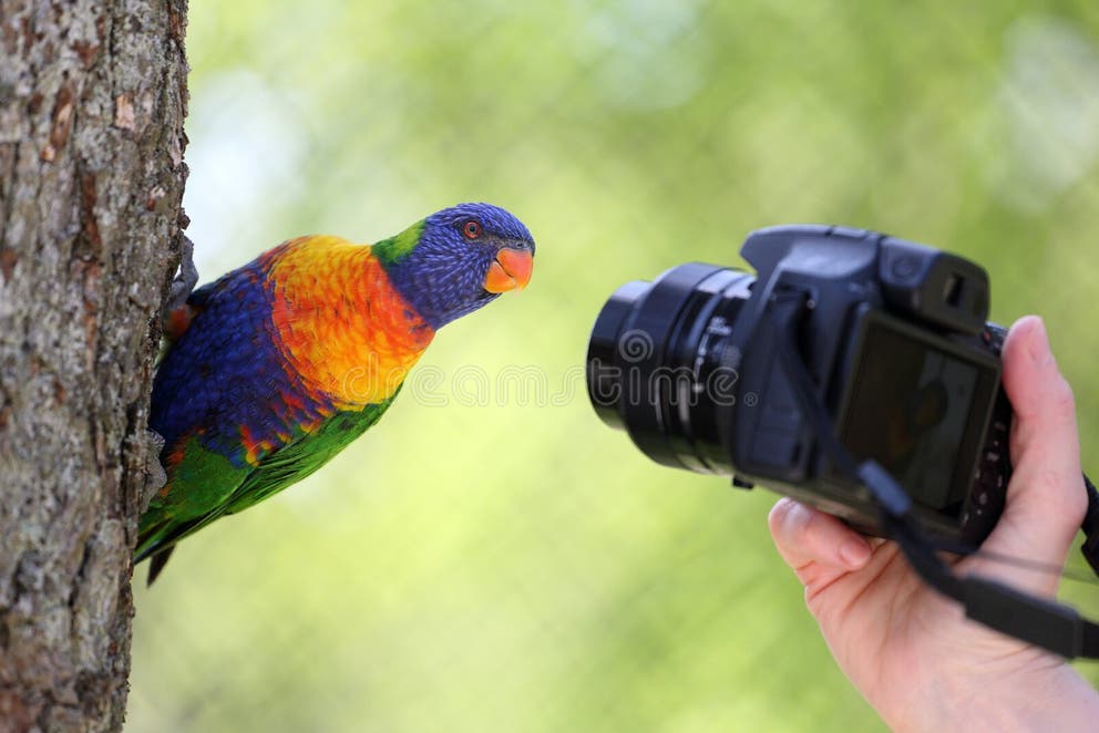 Rainbow Lorikeet and Camera Stock Image - Image of lory, parrot: 35438113