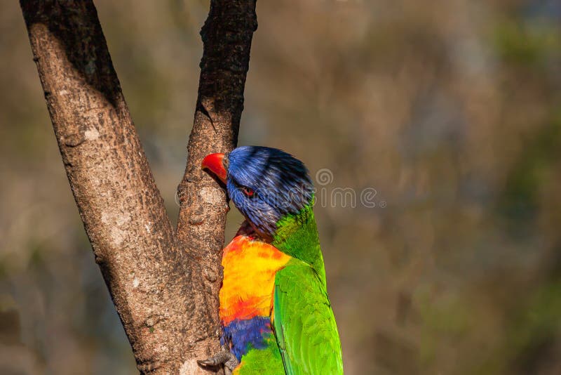 Rainbow Lorikeet Clinging To the Side of a Tree Stock Image - Image of ...