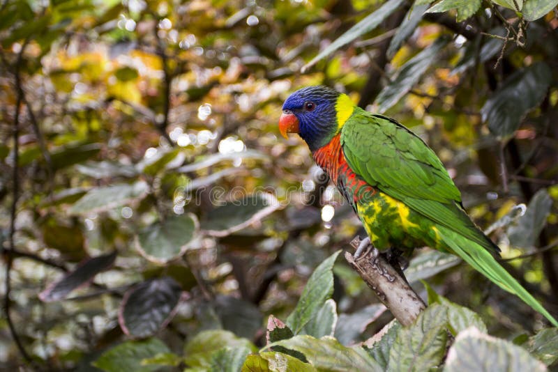 Rainbow Lorikeet. Colourful Australian Parrot Stock Photo - Image of ...