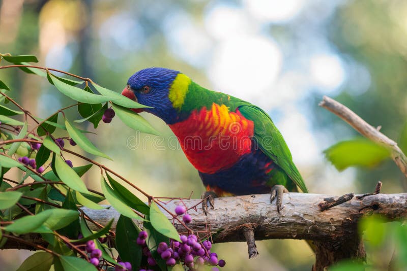 Rainbow Lorikeet Eating Berries Closeup. Stock Image - Image of sitting ...