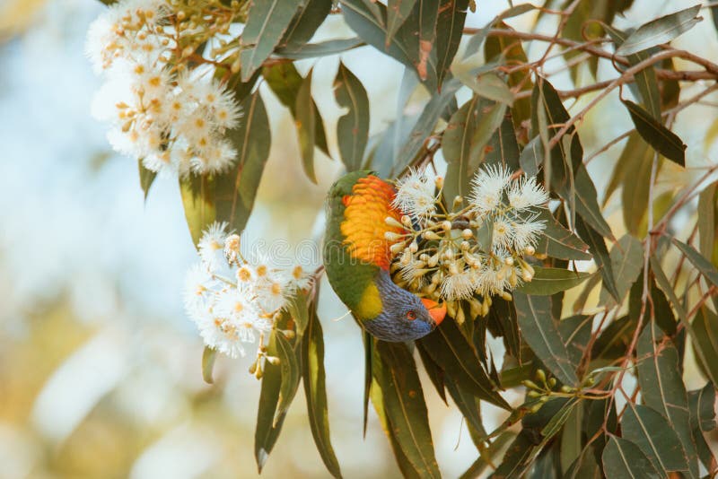 Rainbow Lorikeet Bird Eating in a Tree. Stock Image - Image of lorikeet ...