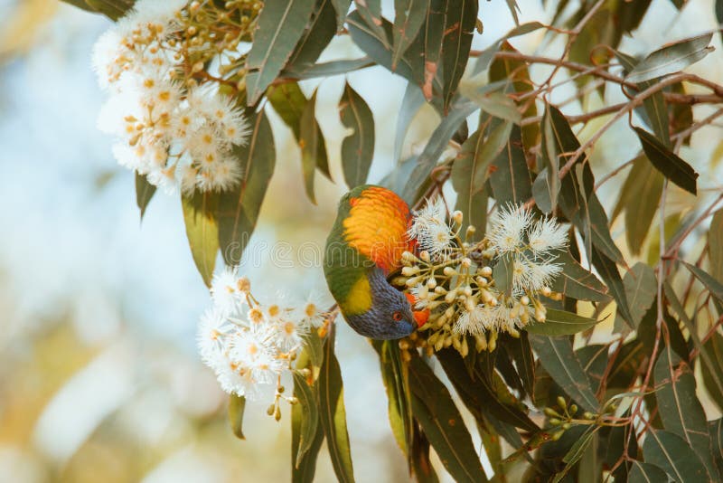 Rainbow Lorikeet Bird Eating in a Tree. Stock Image - Image of ...