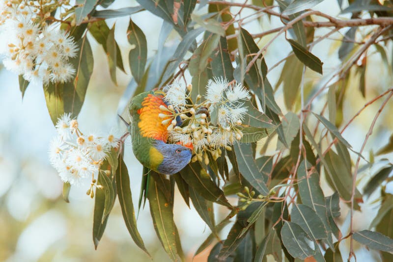 Rainbow Lorikeet Bird Eating in a Tree. Stock Image - Image of wild ...